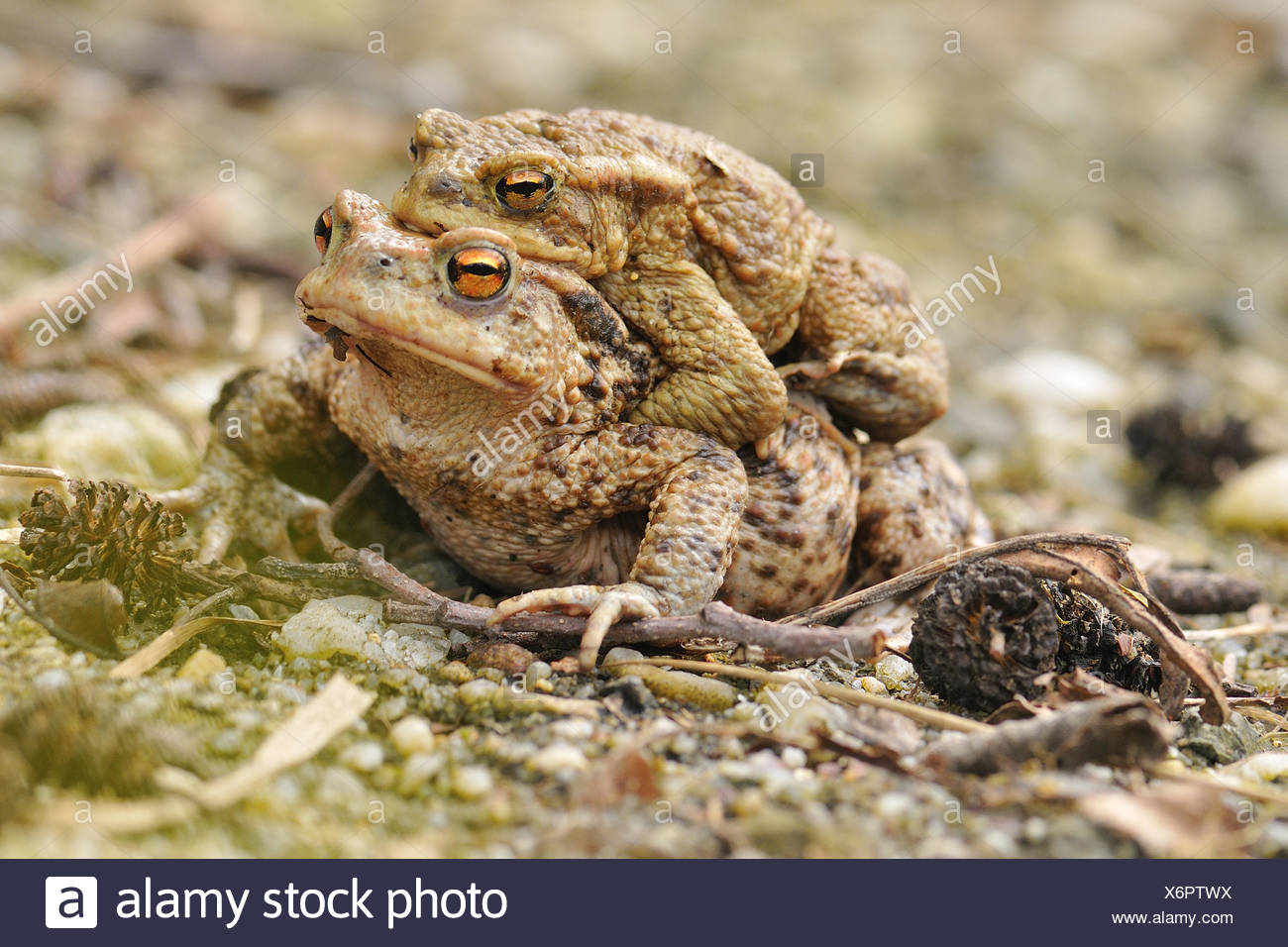 Padde High Resolution Stock Photography and Images - Alamy