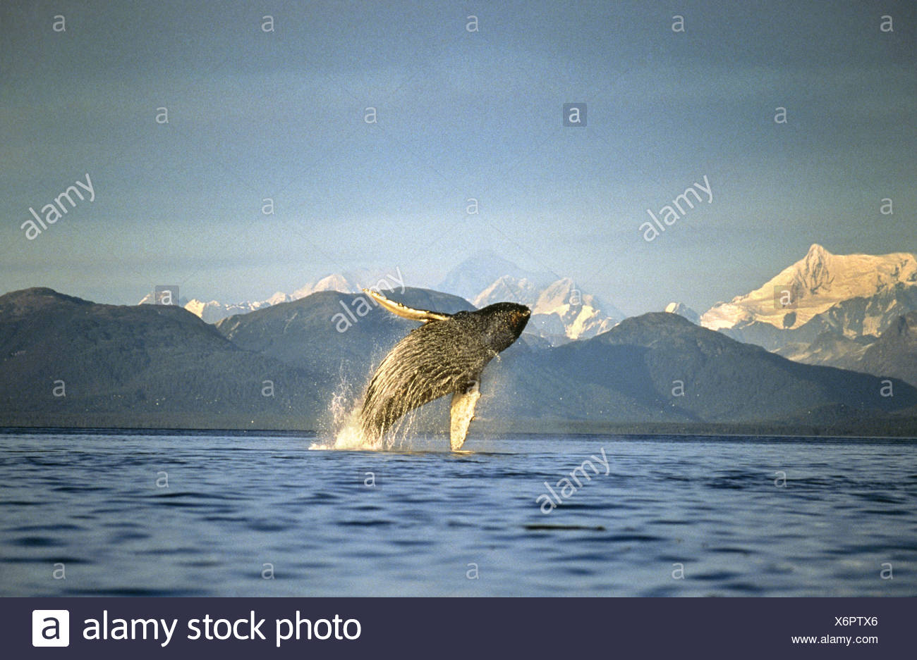 Humpback Whale Breach High Resolution Stock Photography and Images - Alamy