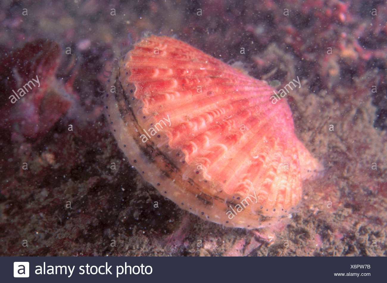 Chlamys High Resolution Stock Photography and Images - Alamy