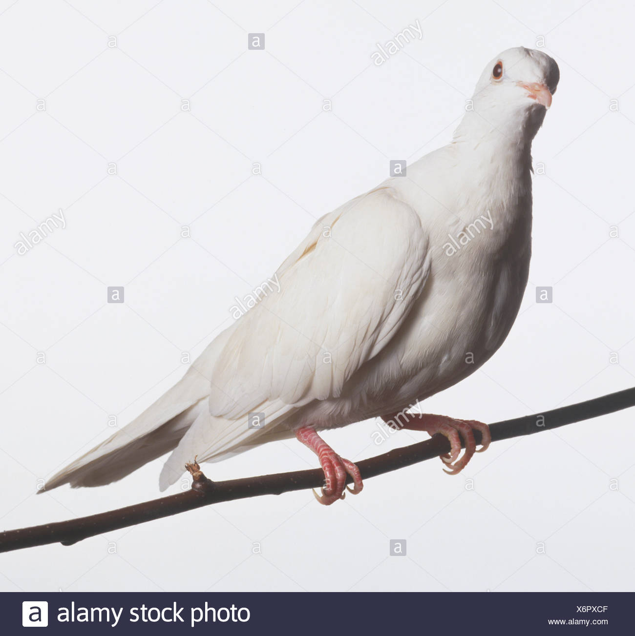 Columbiformes Stock Photos & Columbiformes Stock Images - Alamy