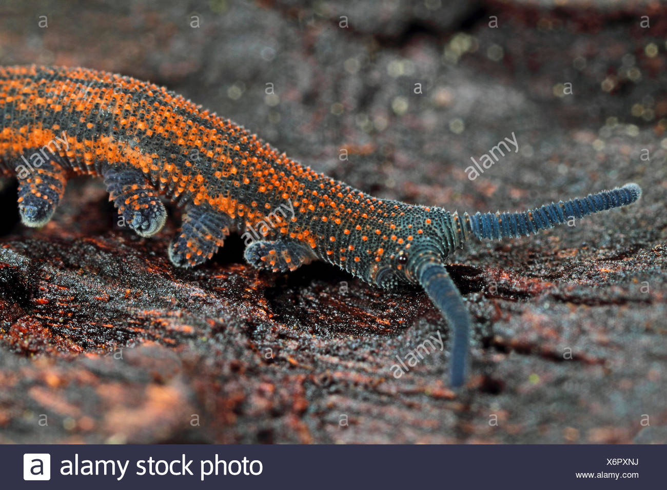 Peripatoides High Resolution Stock Photography and Images - Alamy