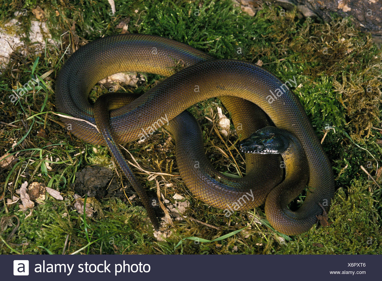 Australia Snake Grass High Resolution Stock Photography and Images - Alamy
