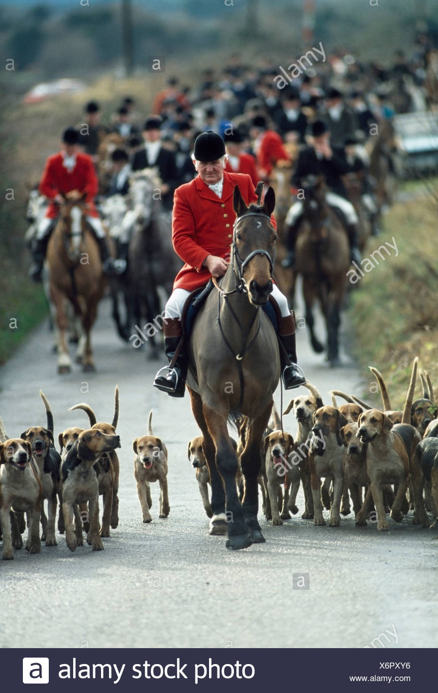 Large Hunting Hound High Resolution Stock Photography and Images - Alamy
