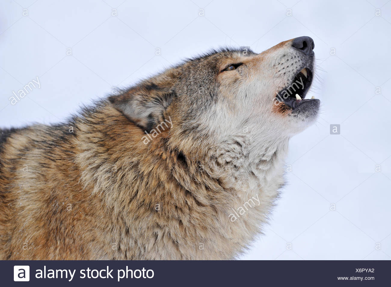 Wolves Howling Stock Photos & Wolves Howling Stock Images - Alamy