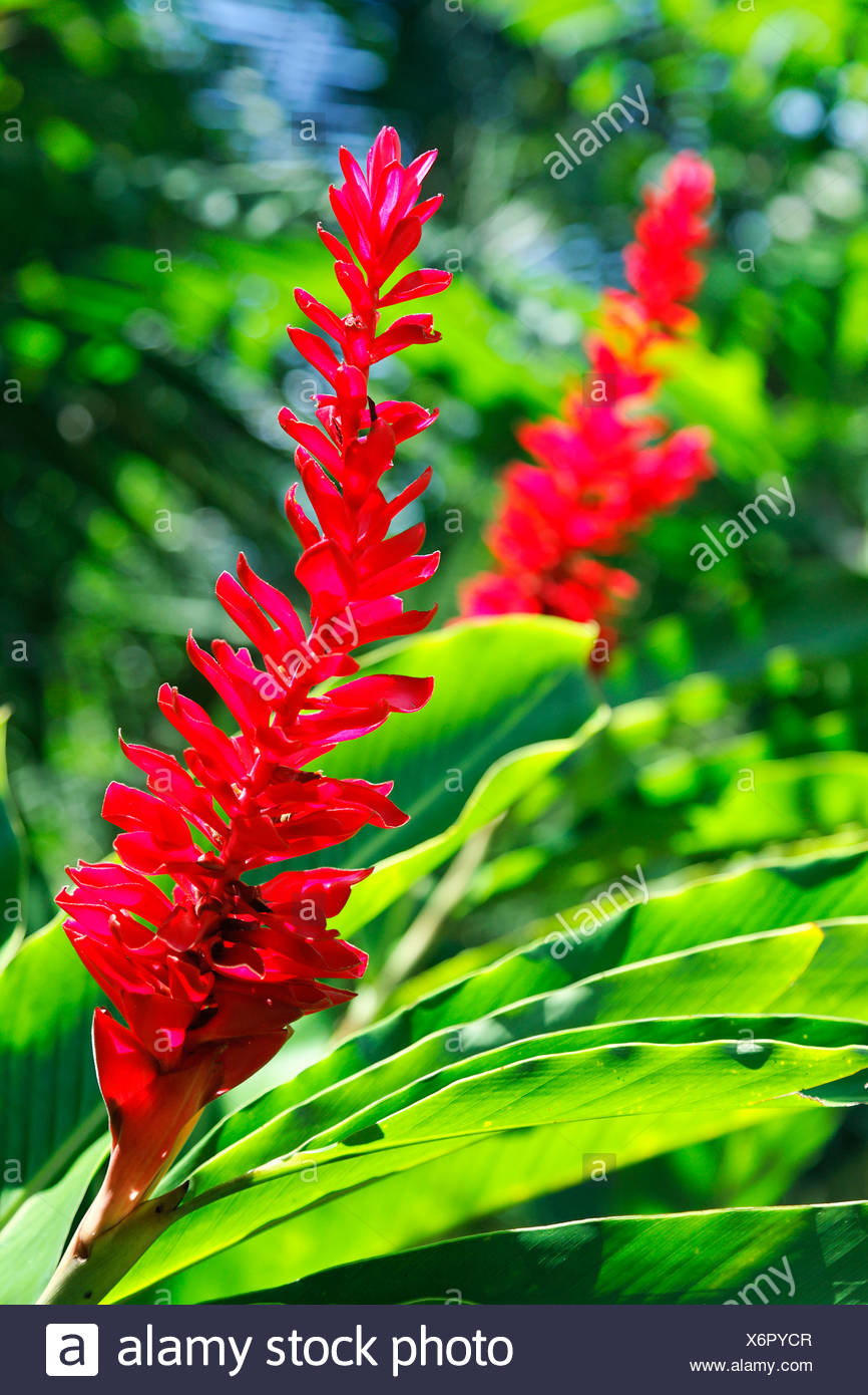 Flowers Of Belize Stock Photos & Flowers Of Belize Stock Images - Alamy