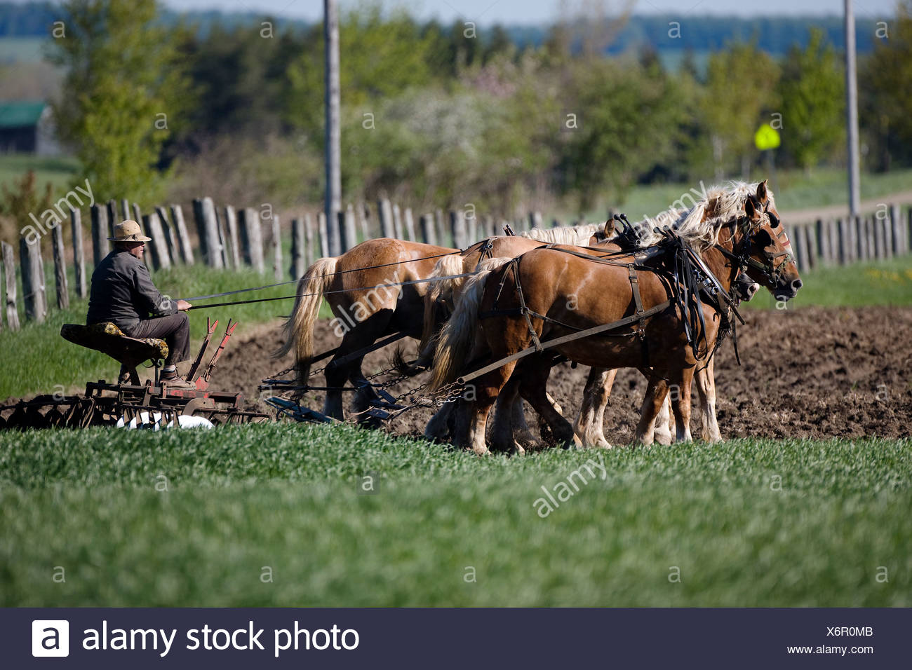 Working Horse High Resolution Stock Photography and Images - Alamy
