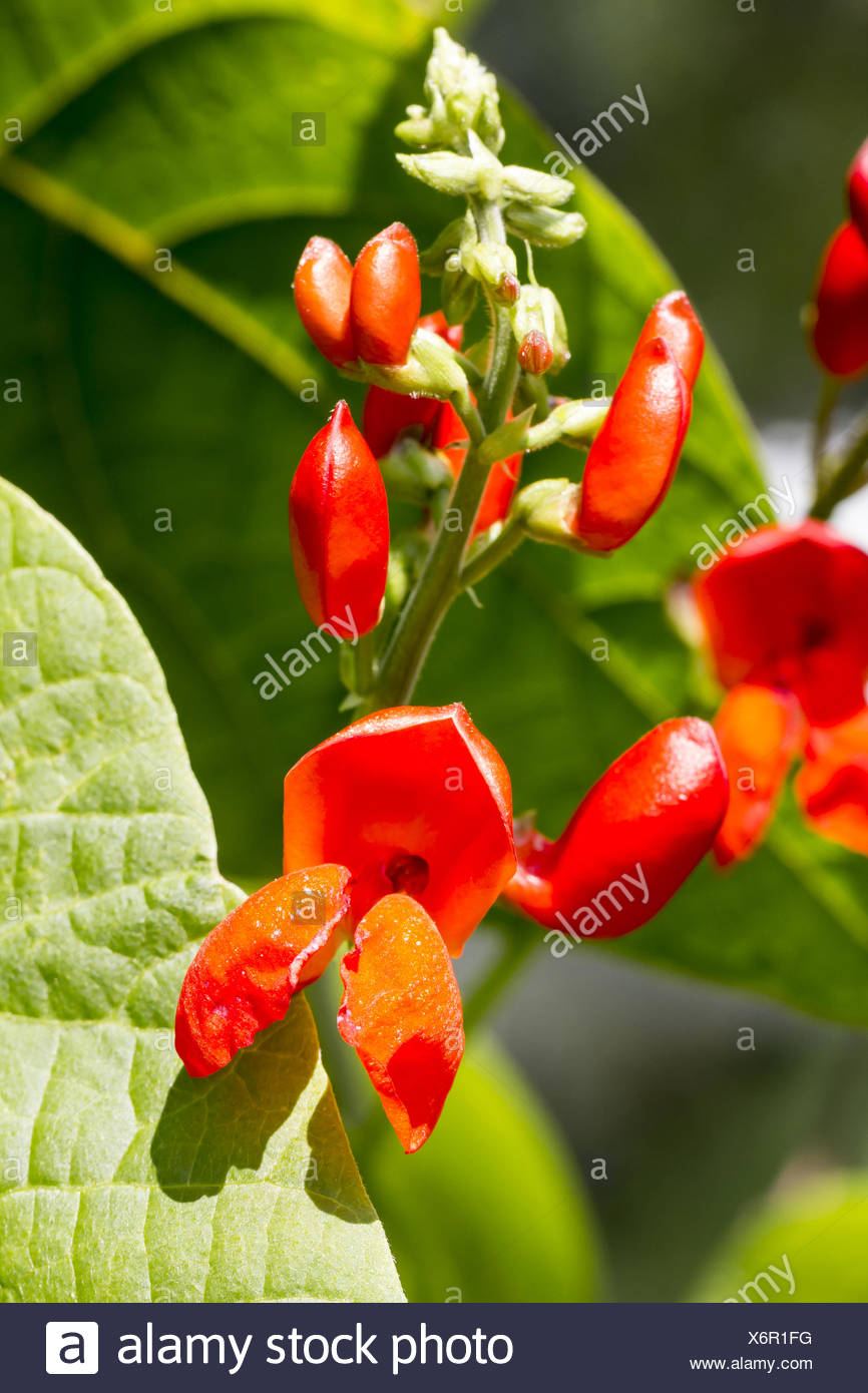 Scarlett Runner Bean High Resolution Stock Photography and Images - Alamy