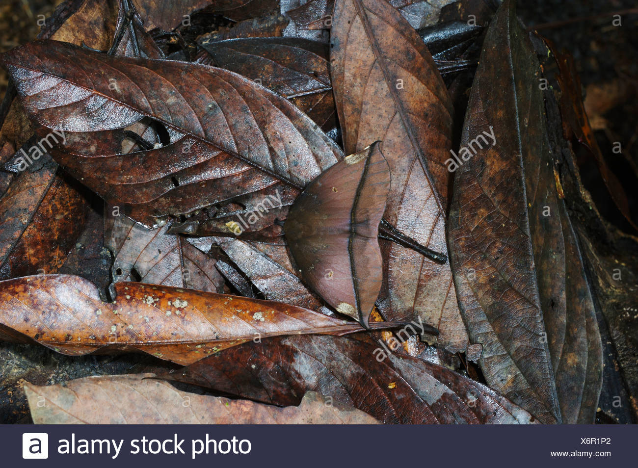 Amazon Rainforest Moth High Resolution Stock Photography and Images - Alamy