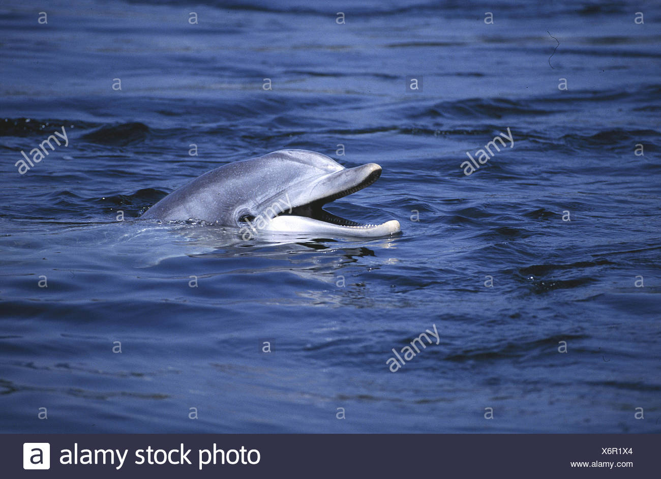 Adult Bottlenose Dolphin Tursiops Truncatus High Resolution Stock ...