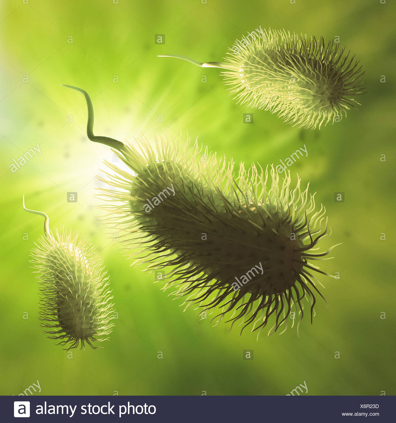Rod Bacillus Bacteria High Resolution Stock Photography and Images - Alamy