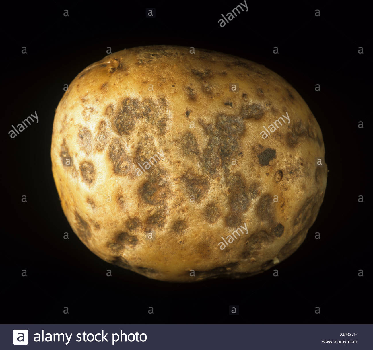 Bacterial Soft Rot Erwinia Carotovora High Resolution Stock Photography ...