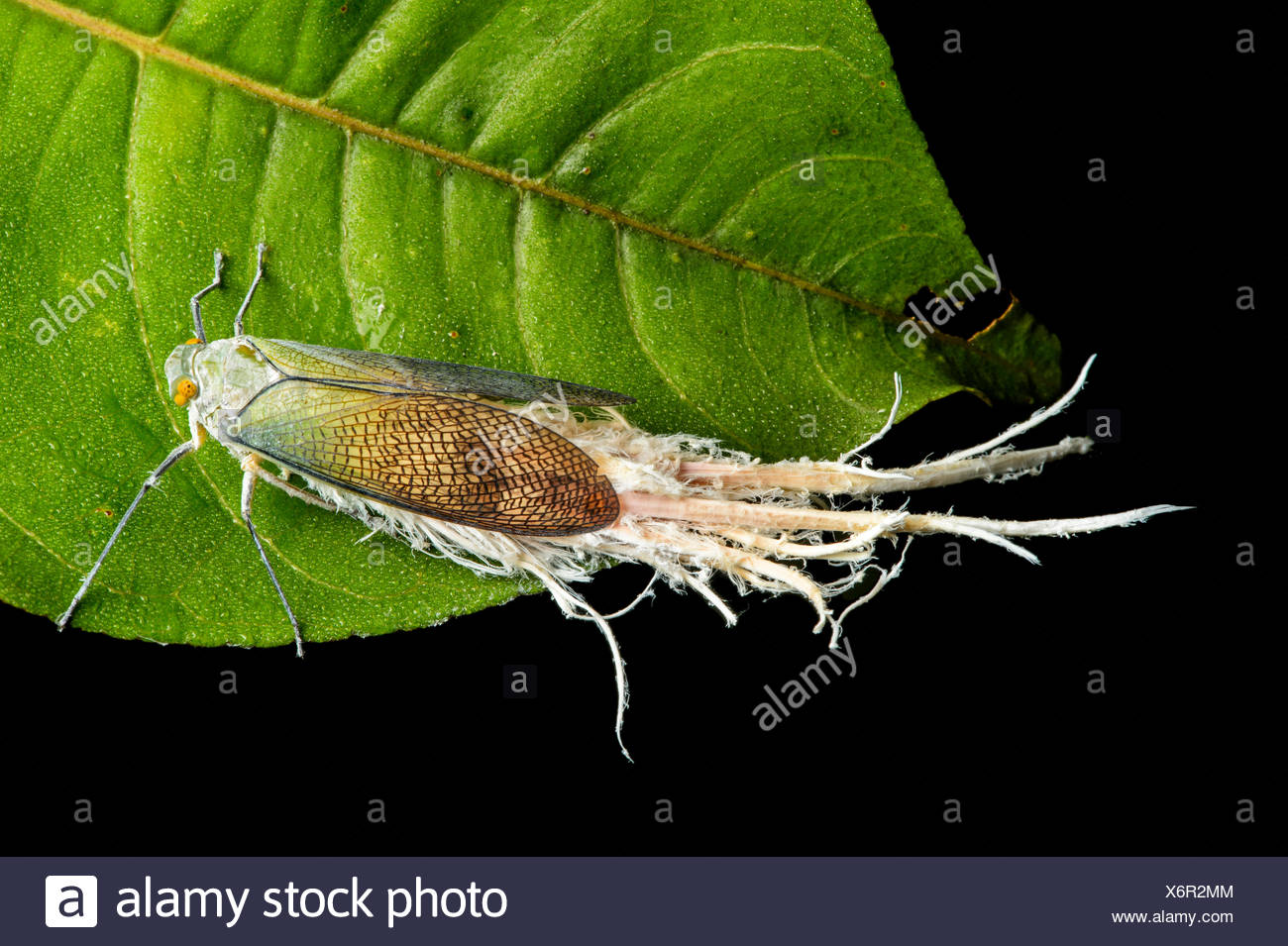Reticularis High Resolution Stock Photography and Images - Alamy