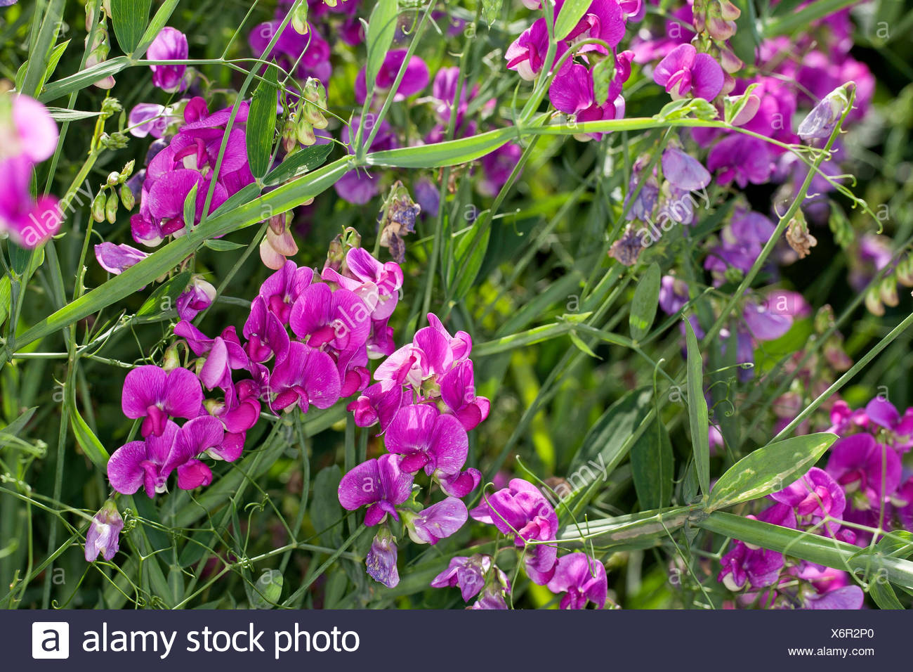 Perennial Sweet Pea High Resolution Stock Photography and Images - Alamy