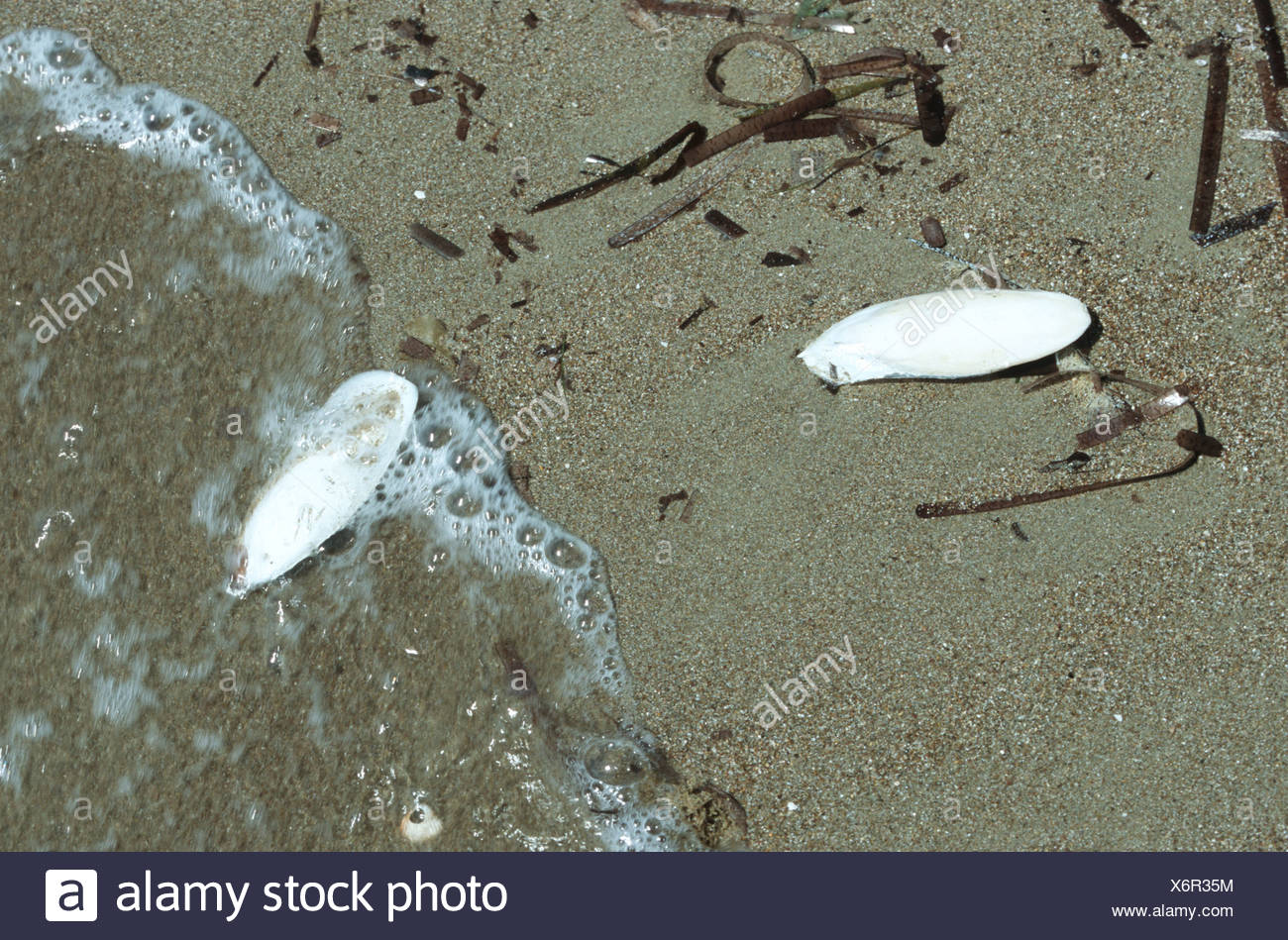 Dead Cuttlefish High Resolution Stock Photography and Images - Alamy