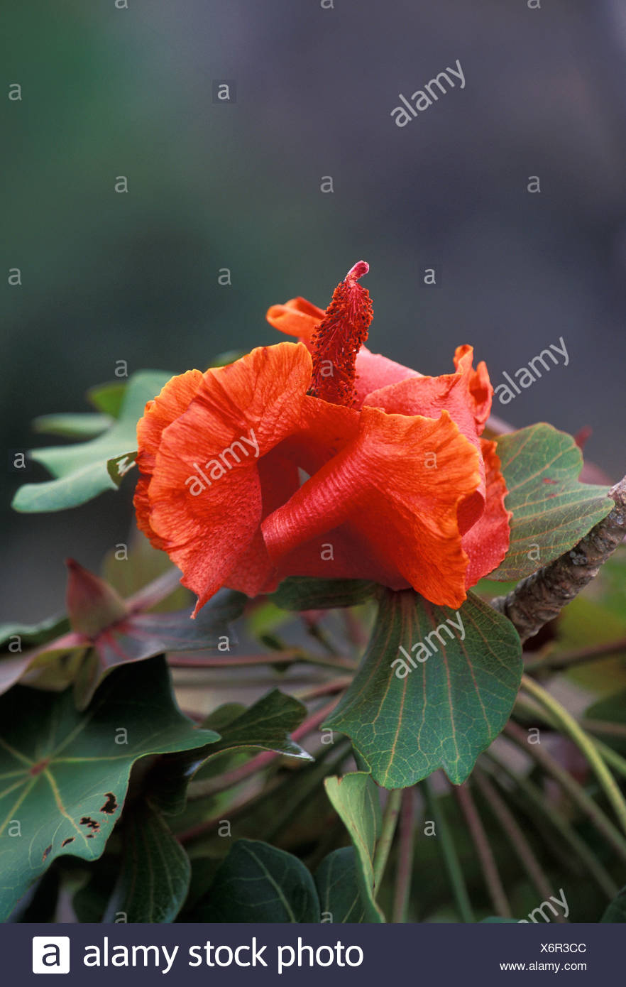 Kokia High Resolution Stock Photography and Images - Alamy