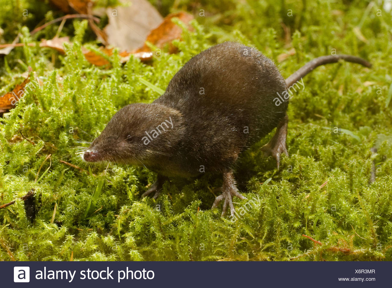 Shrew High Resolution Stock Photography and Images - Alamy