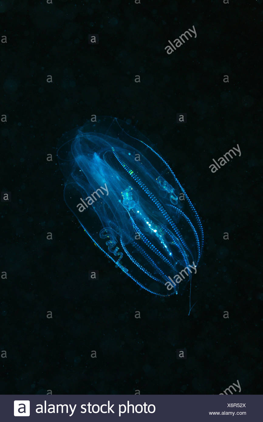 Nettle Threads High Resolution Stock Photography and Images - Alamy