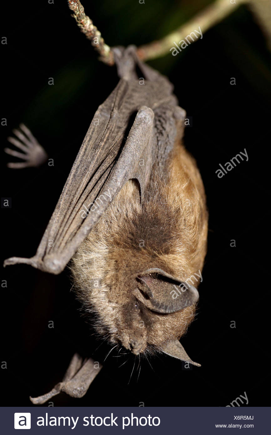 Little Brown Bat High Resolution Stock Photography and Images - Alamy