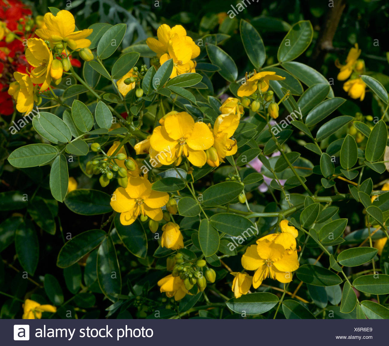 Flowering Senna Cassia Stock Photos & Flowering Senna Cassia Stock ...