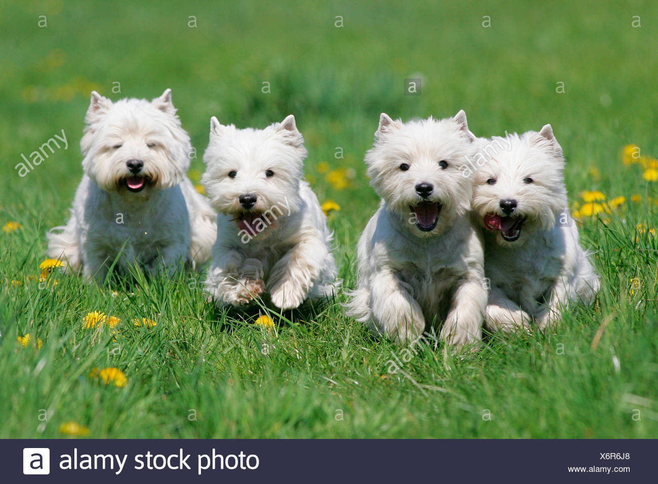 West Highland Terrier High Resolution Stock Photography and Images - Alamy