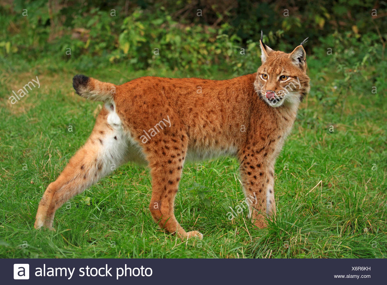 Male Lynx Close Up High Resolution Stock Photography and Images - Alamy