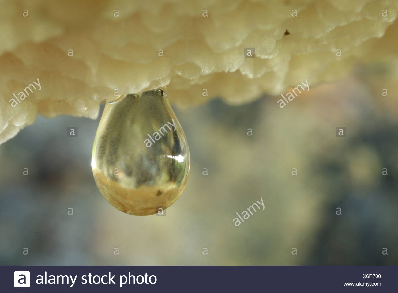With Guttation Stock Photos & With Guttation Stock Images - Alamy