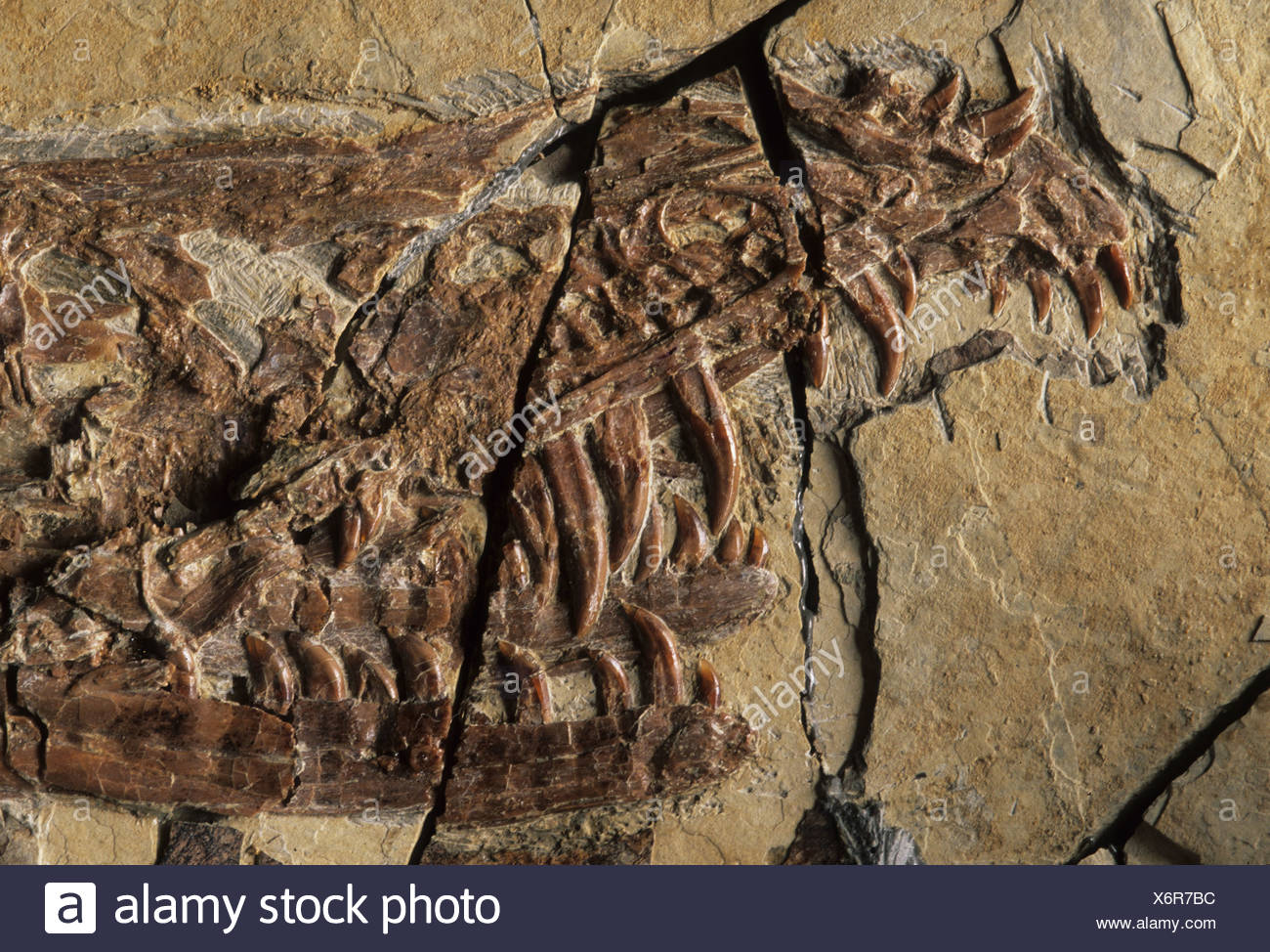 Liaoning Fossil Stock Photos & Liaoning Fossil Stock Images - Alamy