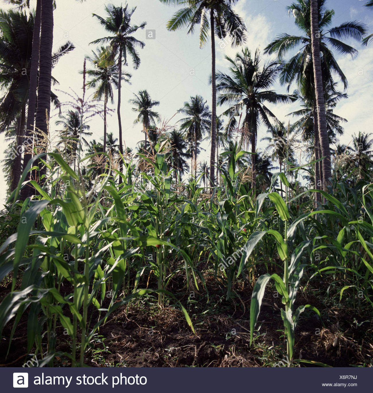 Intercropping Stock Photos & Intercropping Stock Images - Alamy