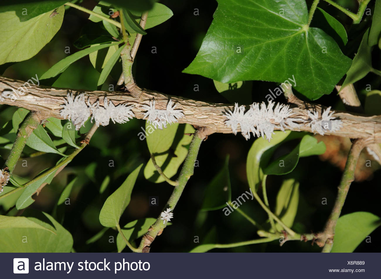 Ivy Roots High Resolution Stock Photography and Images - Alamy