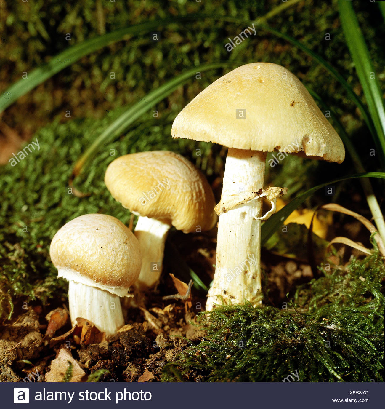 Rozites Caperatus Stock Photos & Rozites Caperatus Stock Images - Alamy