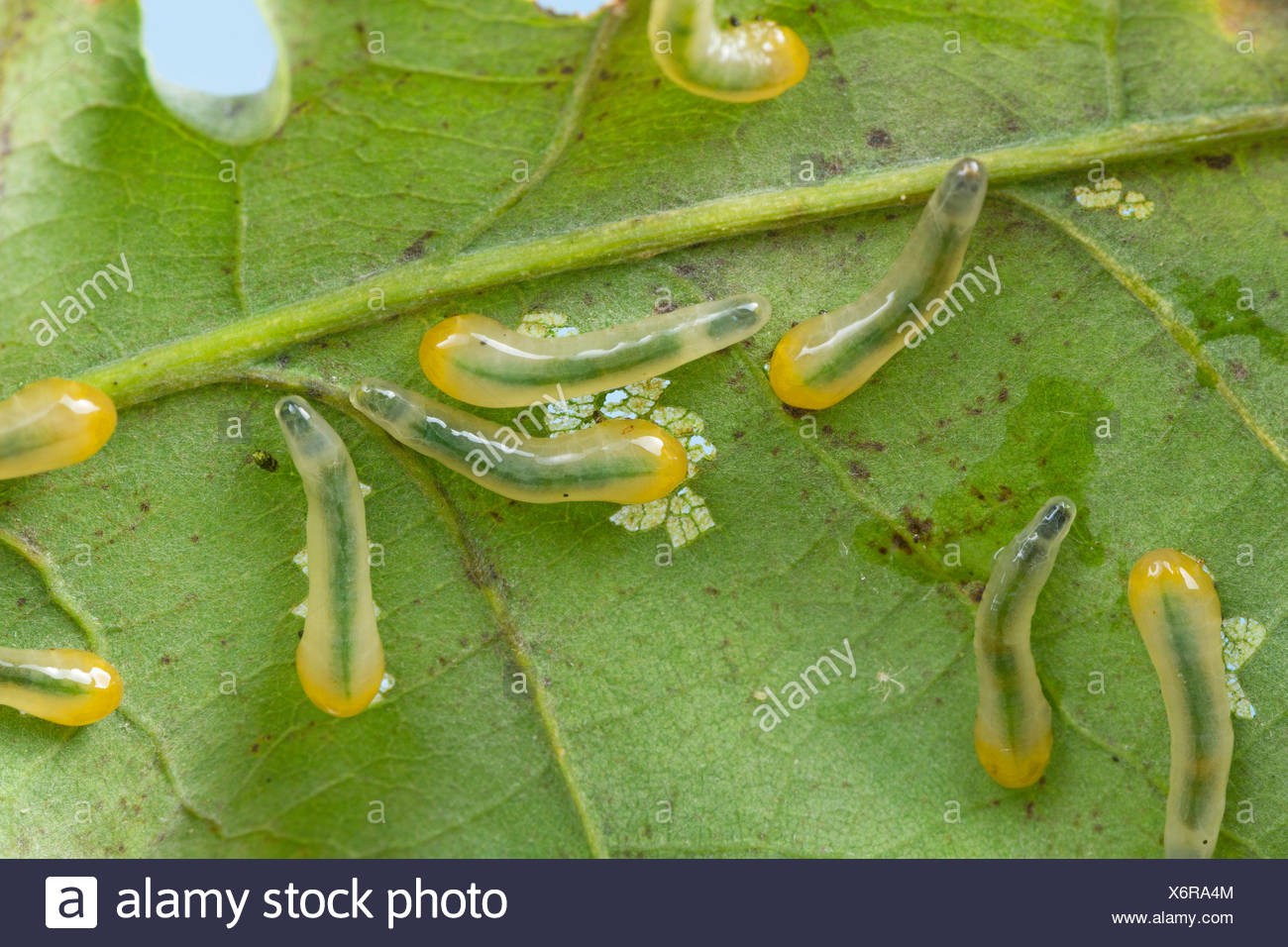 Larvae Feeding At An Oak Leaf High Resolution Stock Photography and ...