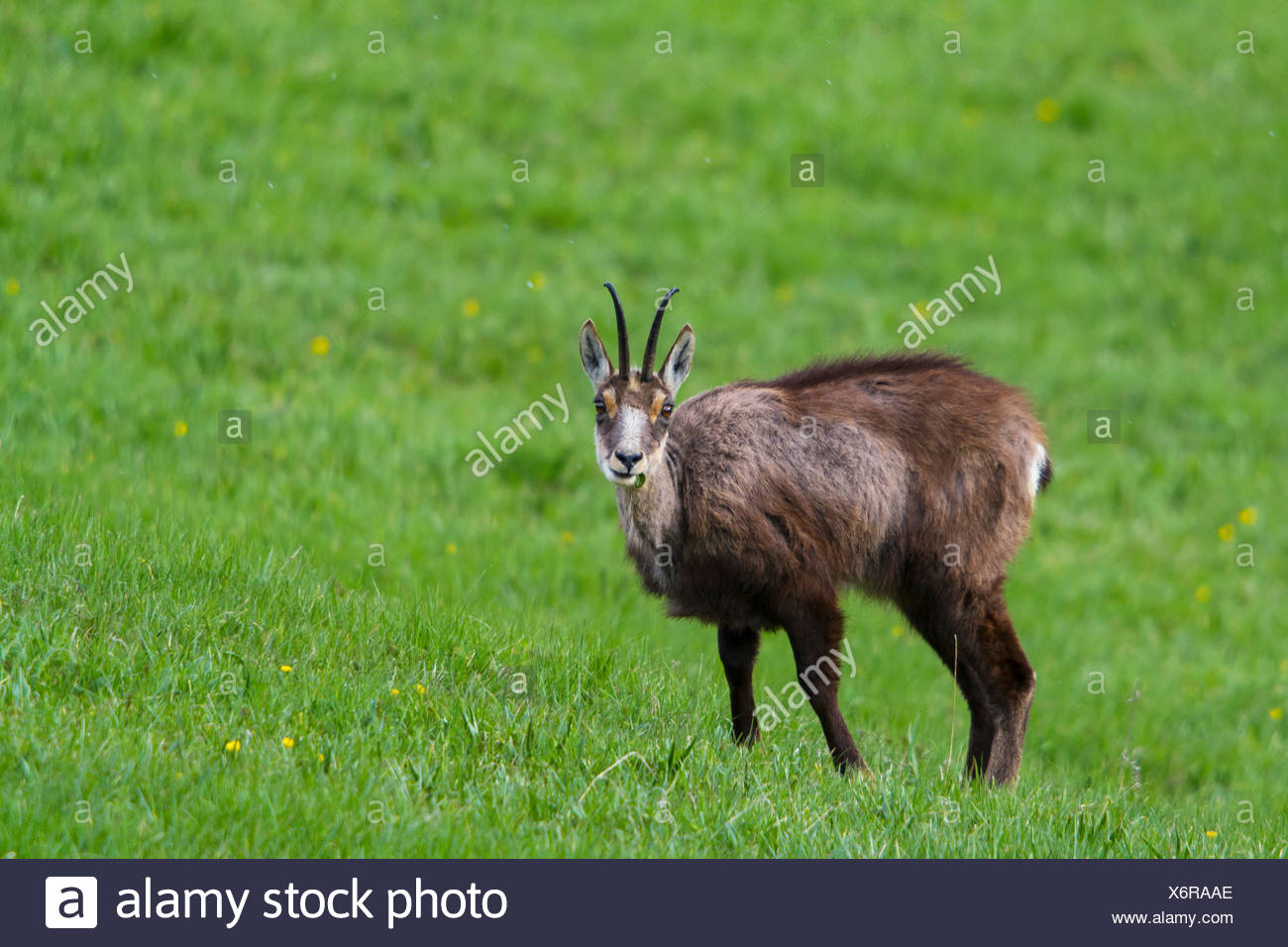 Gemse Gamswild Rupicapra Rupicapra Steht Stock Photos & Gemse Gamswild ...