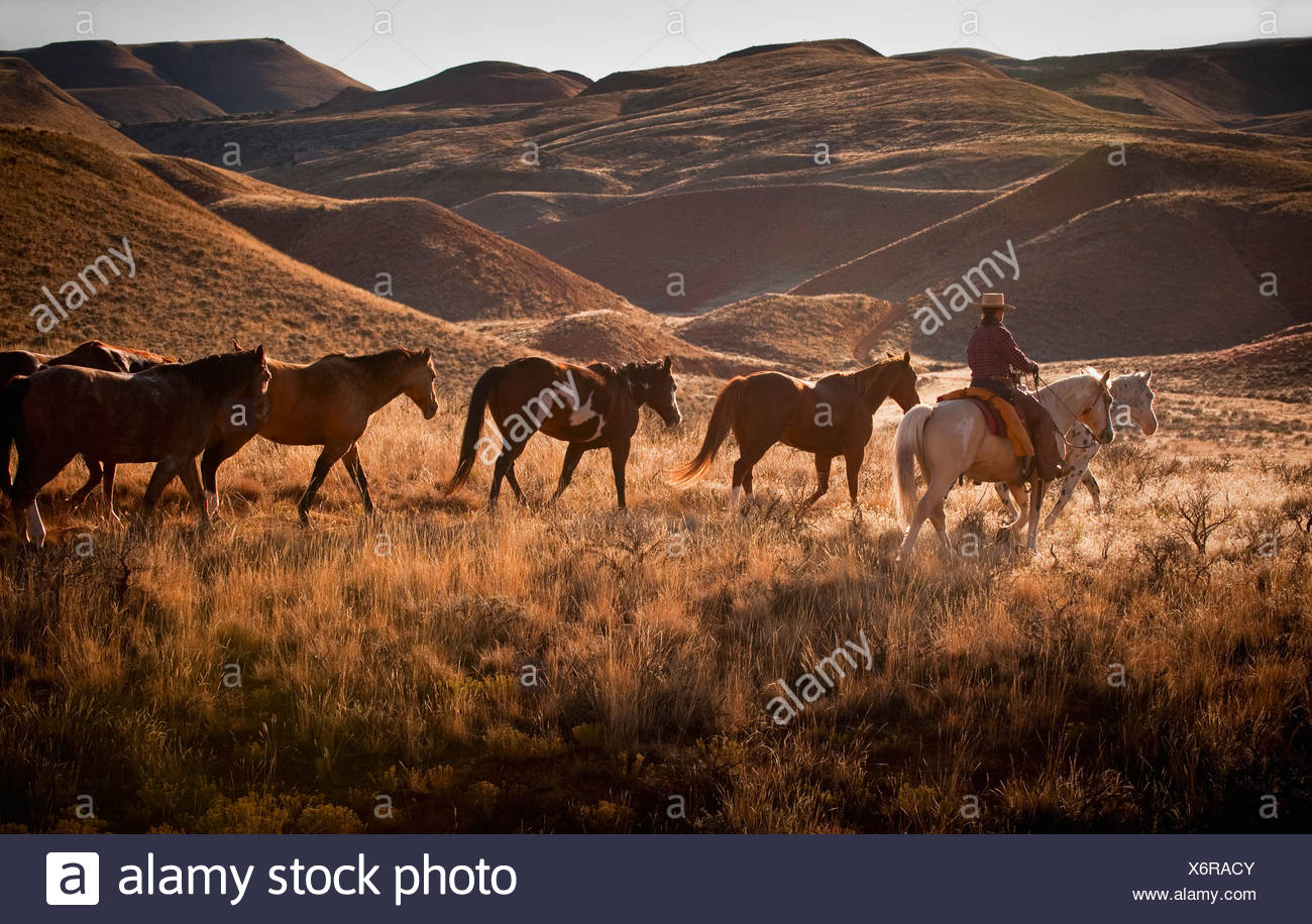 Cowboy Herding Stock Photos & Cowboy Herding Stock Images - Alamy