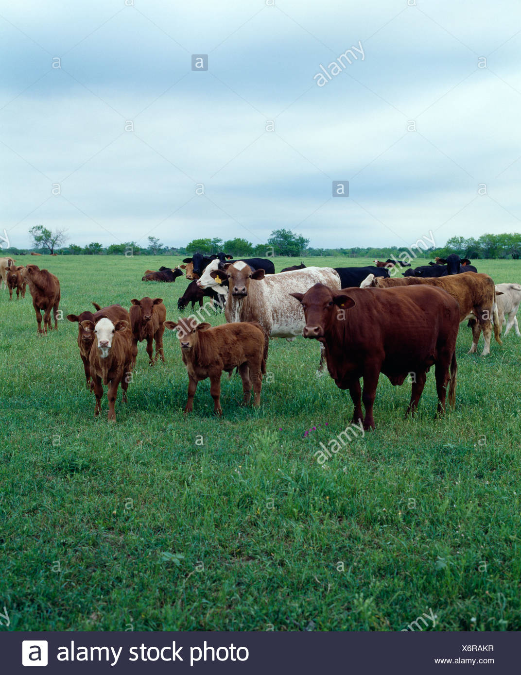 Livestock Crossbred Mixed Beef Cattle High Resolution Stock Photography ...