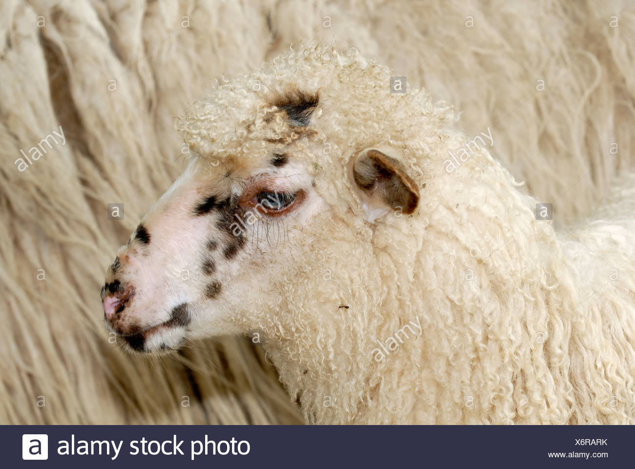 Jumbuck Stock Photos & Jumbuck Stock Images - Alamy