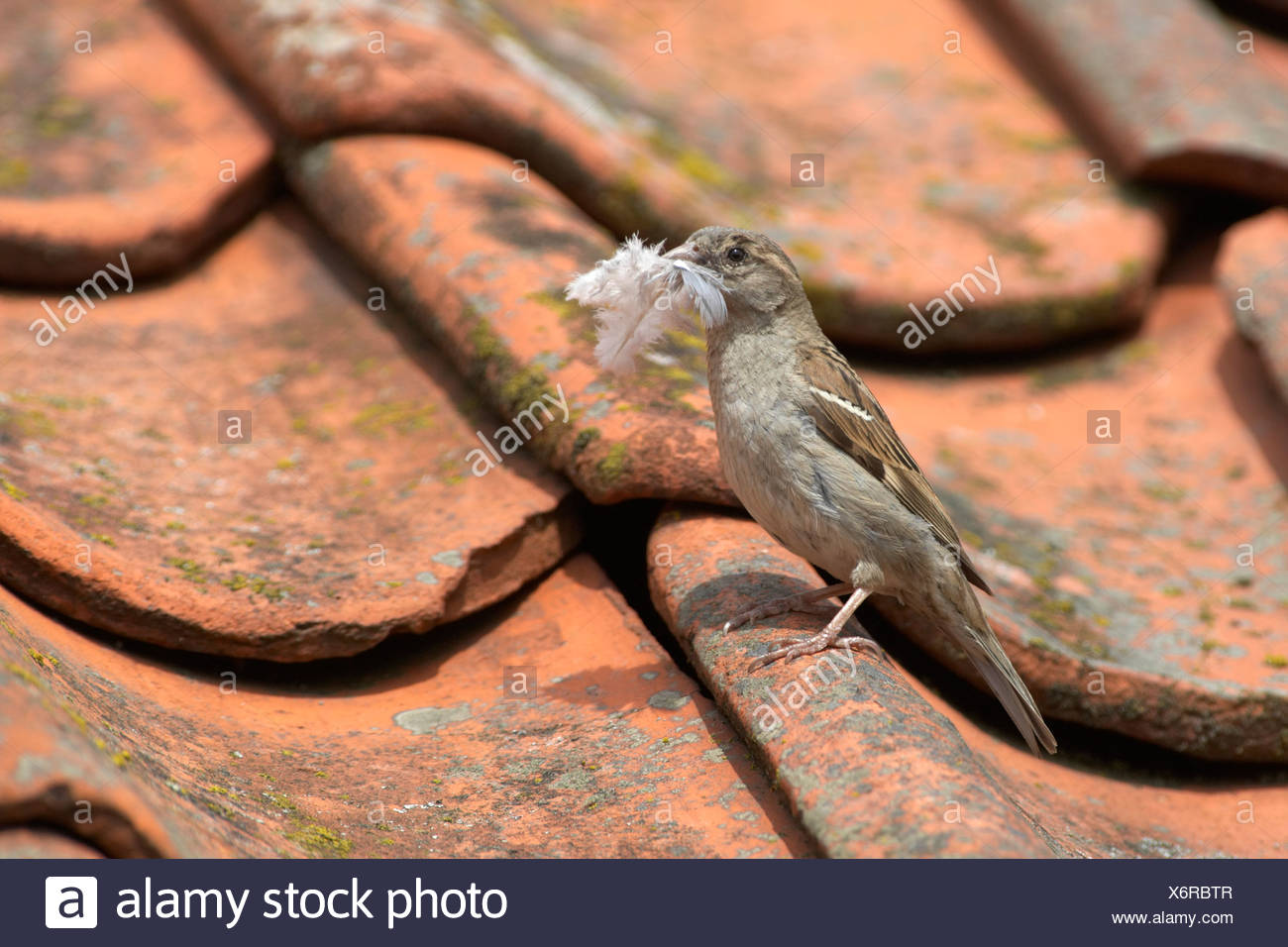 House Sparrow Nest High Resolution Stock Photography and Images - Alamy
