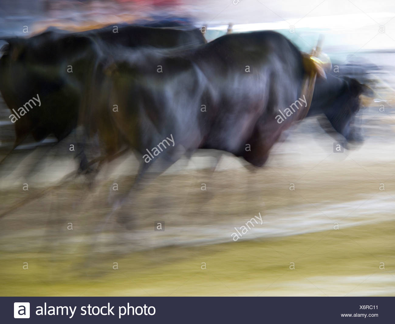 Ox Pulling High Resolution Stock Photography and Images - Alamy