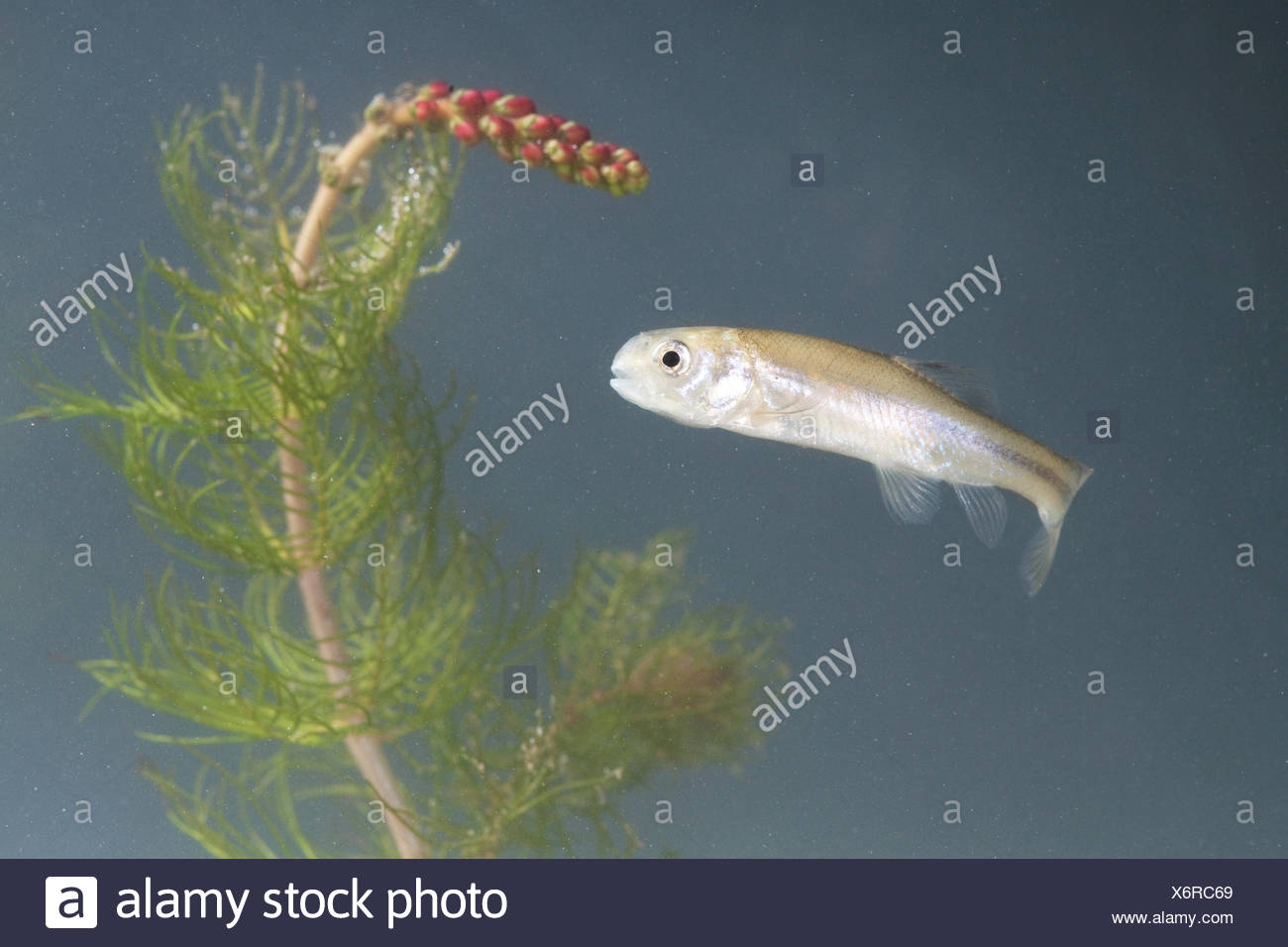 Fathead Minnow High Resolution Stock Photography and Images - Alamy