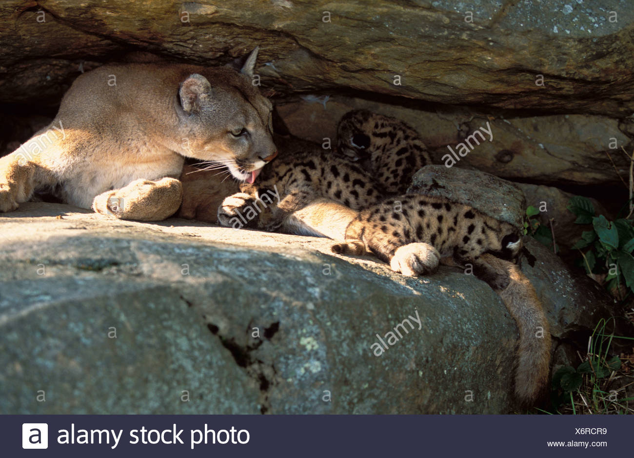 Puma Hiding High Resolution Stock Photography and Images - Alamy