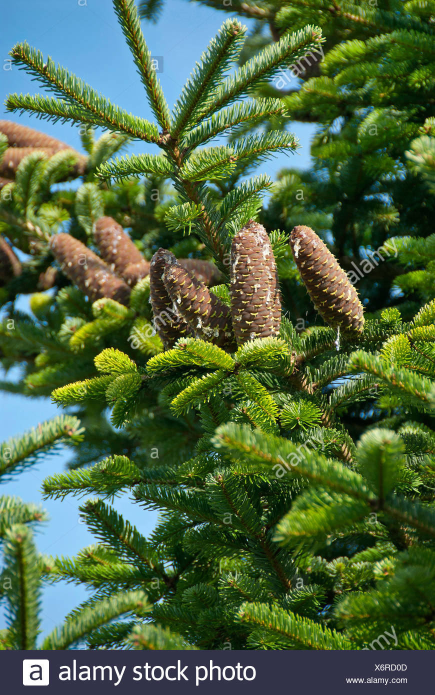 Abies Nordmanniana High Resolution Stock Photography and Images - Alamy