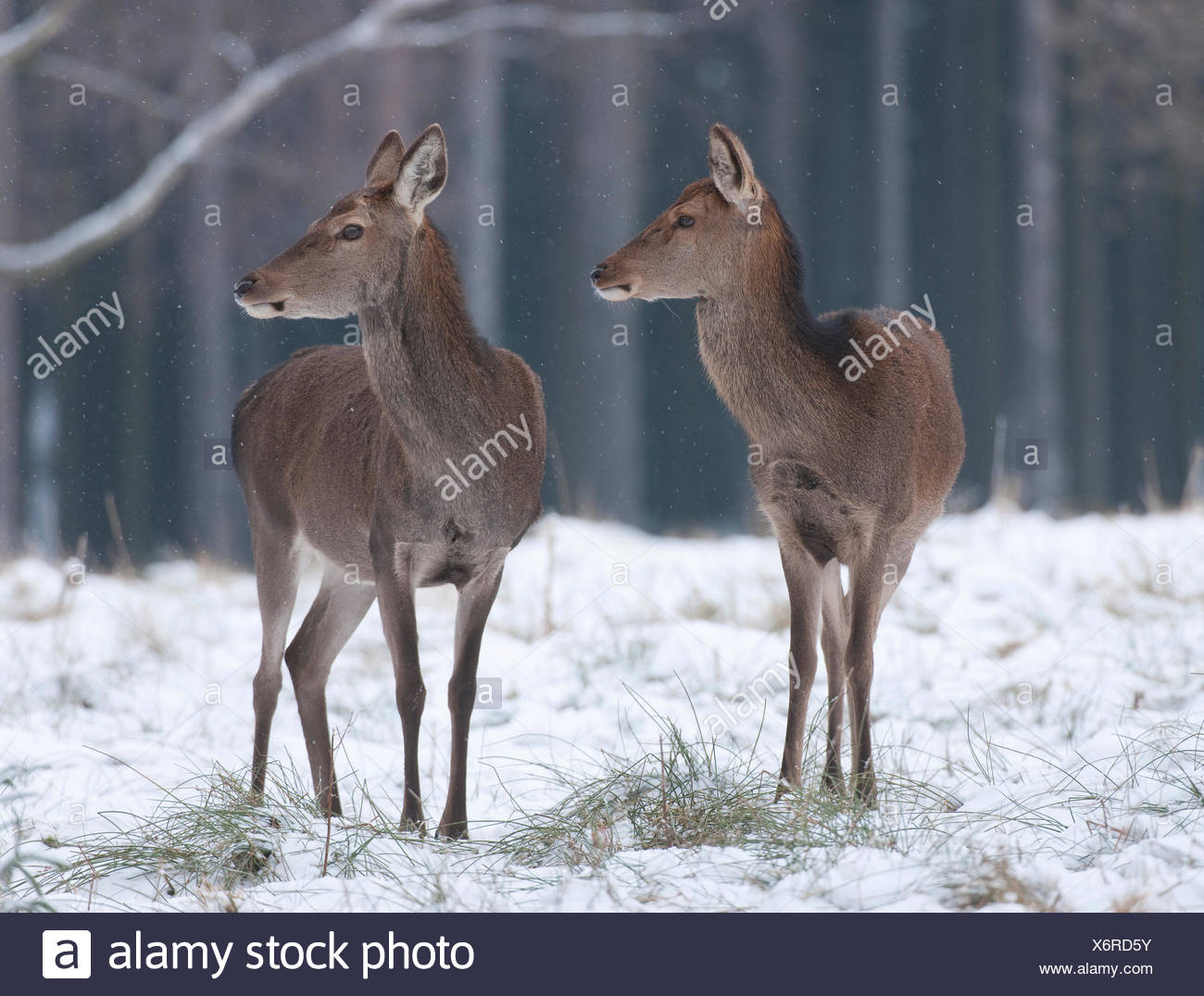 He Coats High Resolution Stock Photography and Images - Alamy