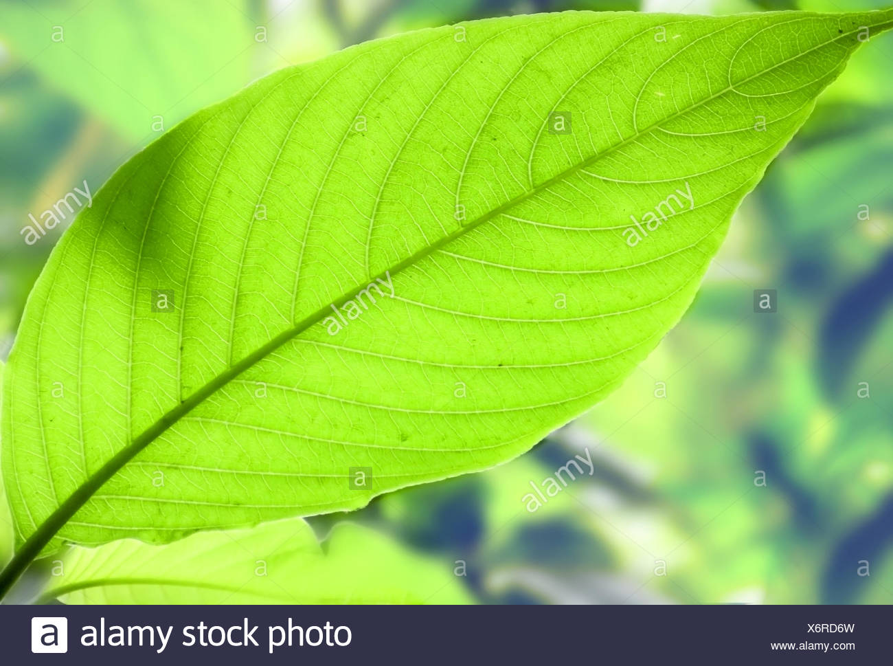 Adhatoda Vasica Stock Photos & Adhatoda Vasica Stock Images - Alamy