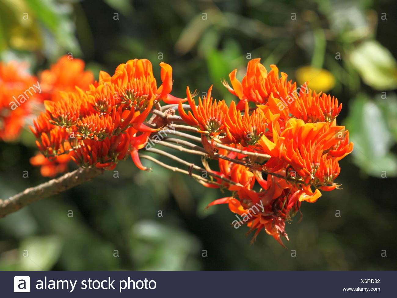 Immortelle Tree High Resolution Stock Photography and Images - Alamy