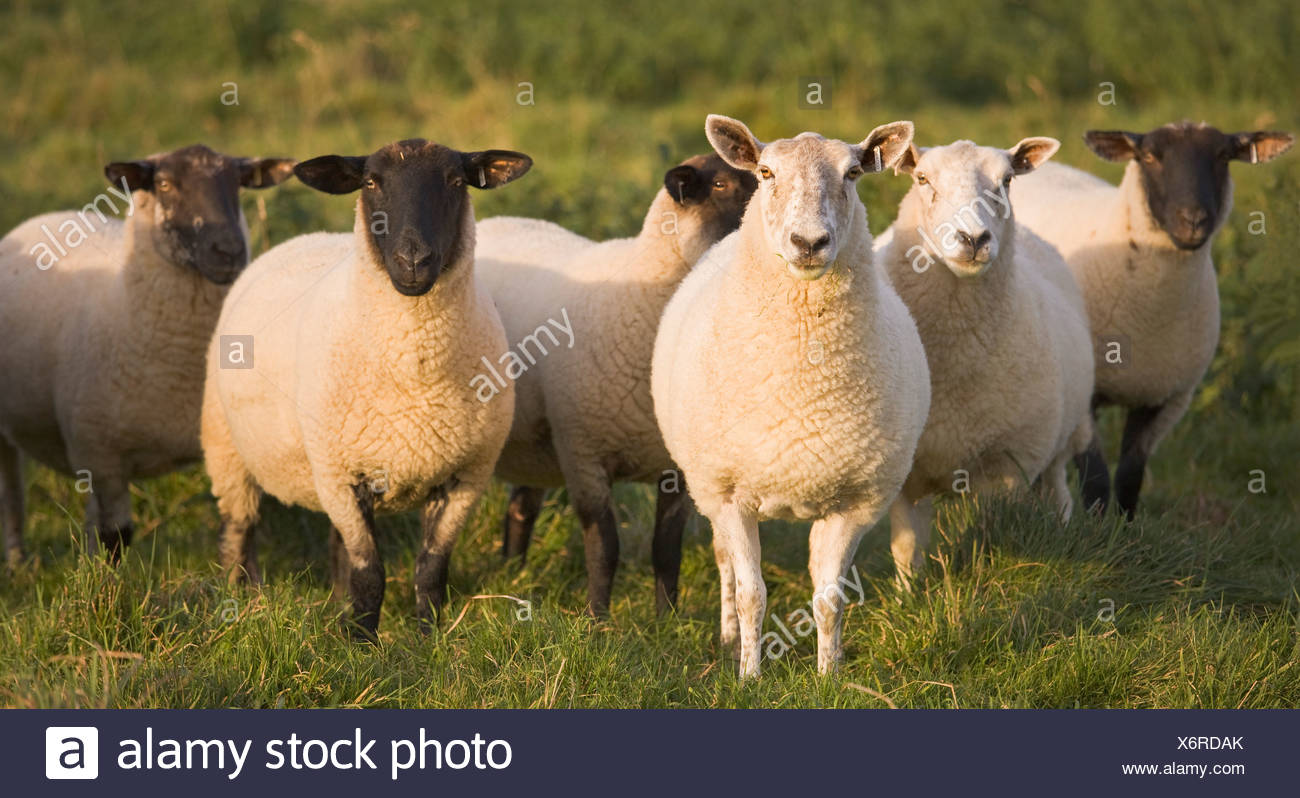 Barnyard Sheep High Resolution Stock Photography and Images - Alamy