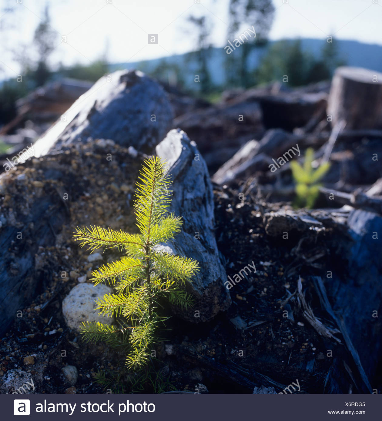 Douglas Fir Seedling High Resolution Stock Photography and Images - Alamy