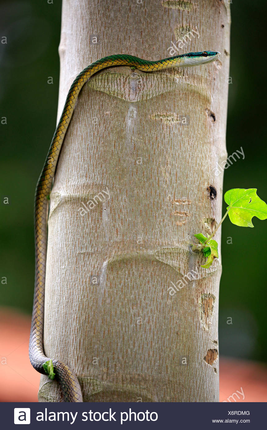 Parrot Snake High Resolution Stock Photography and Images - Alamy