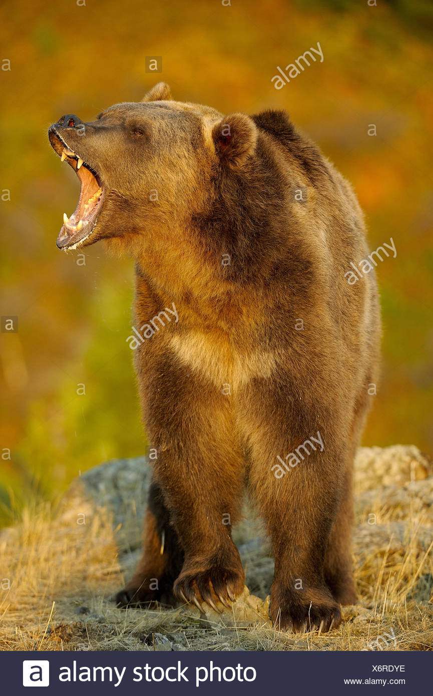 Growling Grizzly Bear High Resolution Stock Photography and Images - Alamy