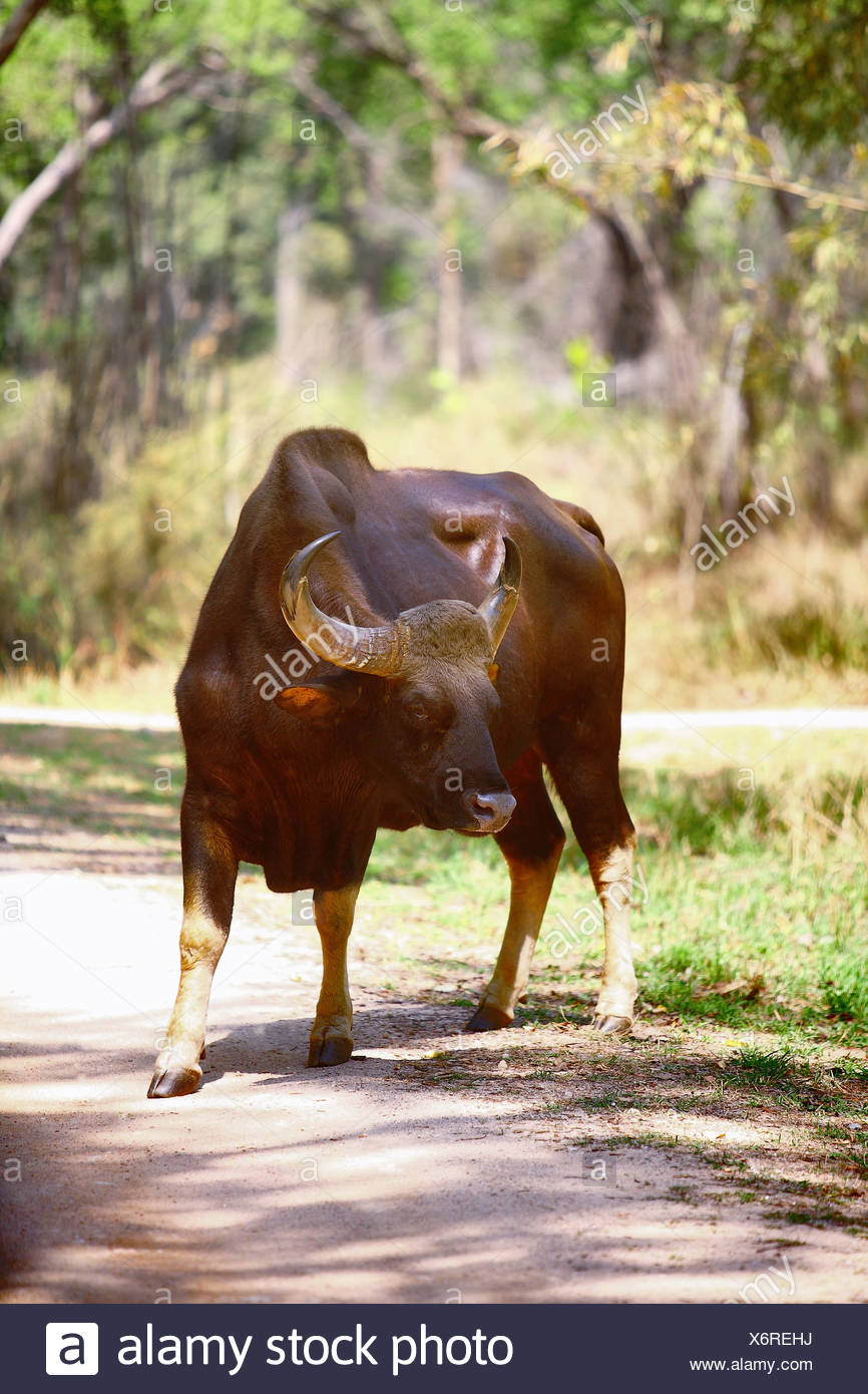 Indian Gaur Stock Photos & Indian Gaur Stock Images - Alamy