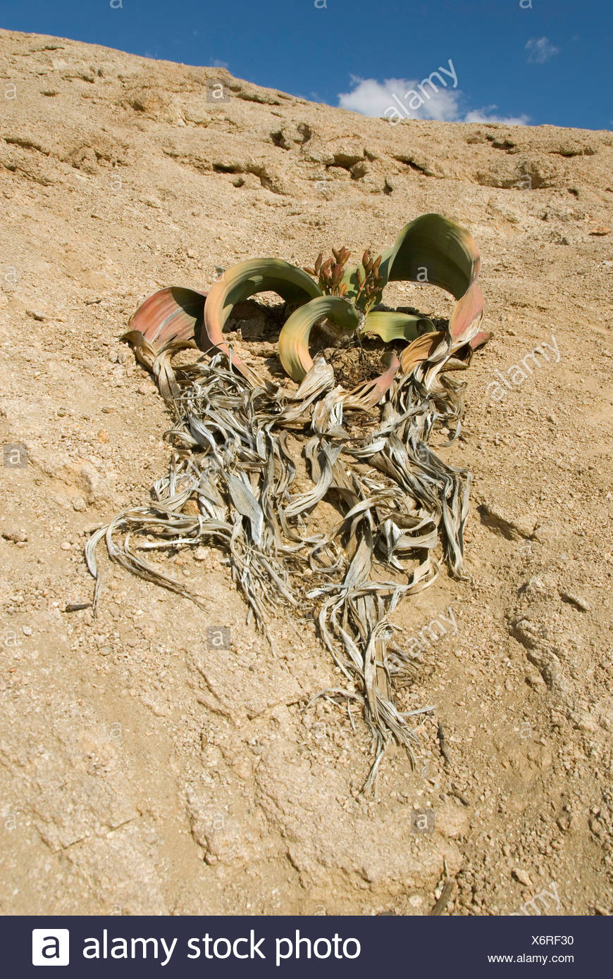 Namibian Native Plants High Resolution Stock Photography and Images - Alamy