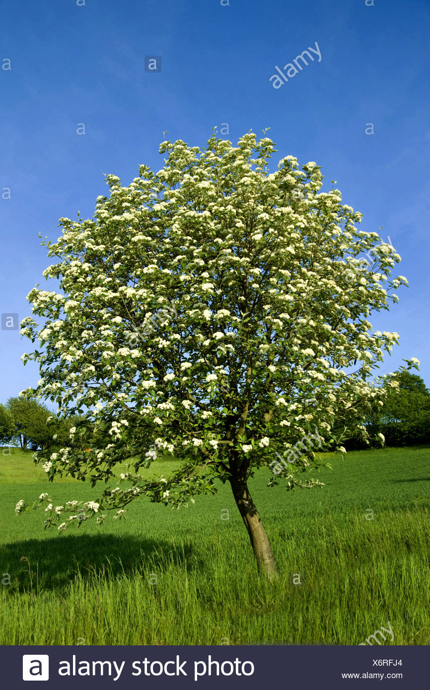 Sorbus Aria Flowers High Resolution Stock Photography and Images - Alamy